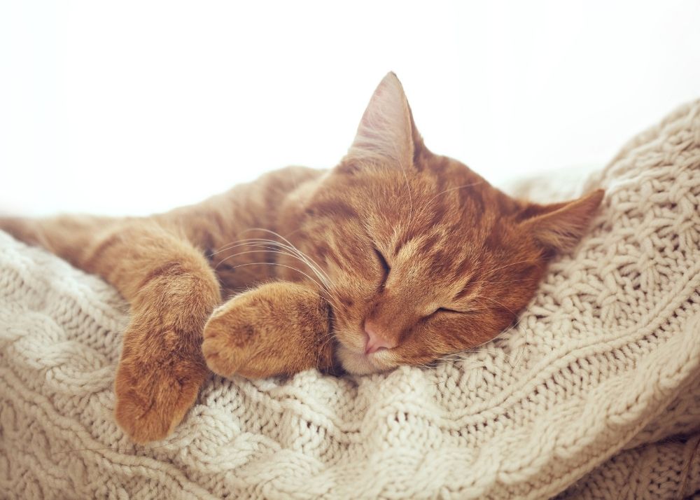 Euthanasia Consent Form | English Veterinary Care